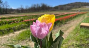 20+ U-Pick Flower Farms Near Greenville, SC (2026)