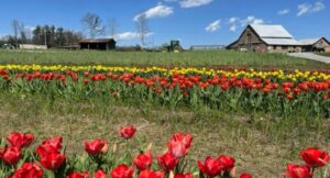 20+ U-Pick Flower Farms Near Greenville, SC (2026)