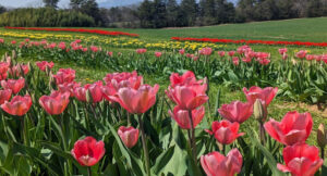 20+ U-Pick Flower Farms Near Greenville, SC (2026)